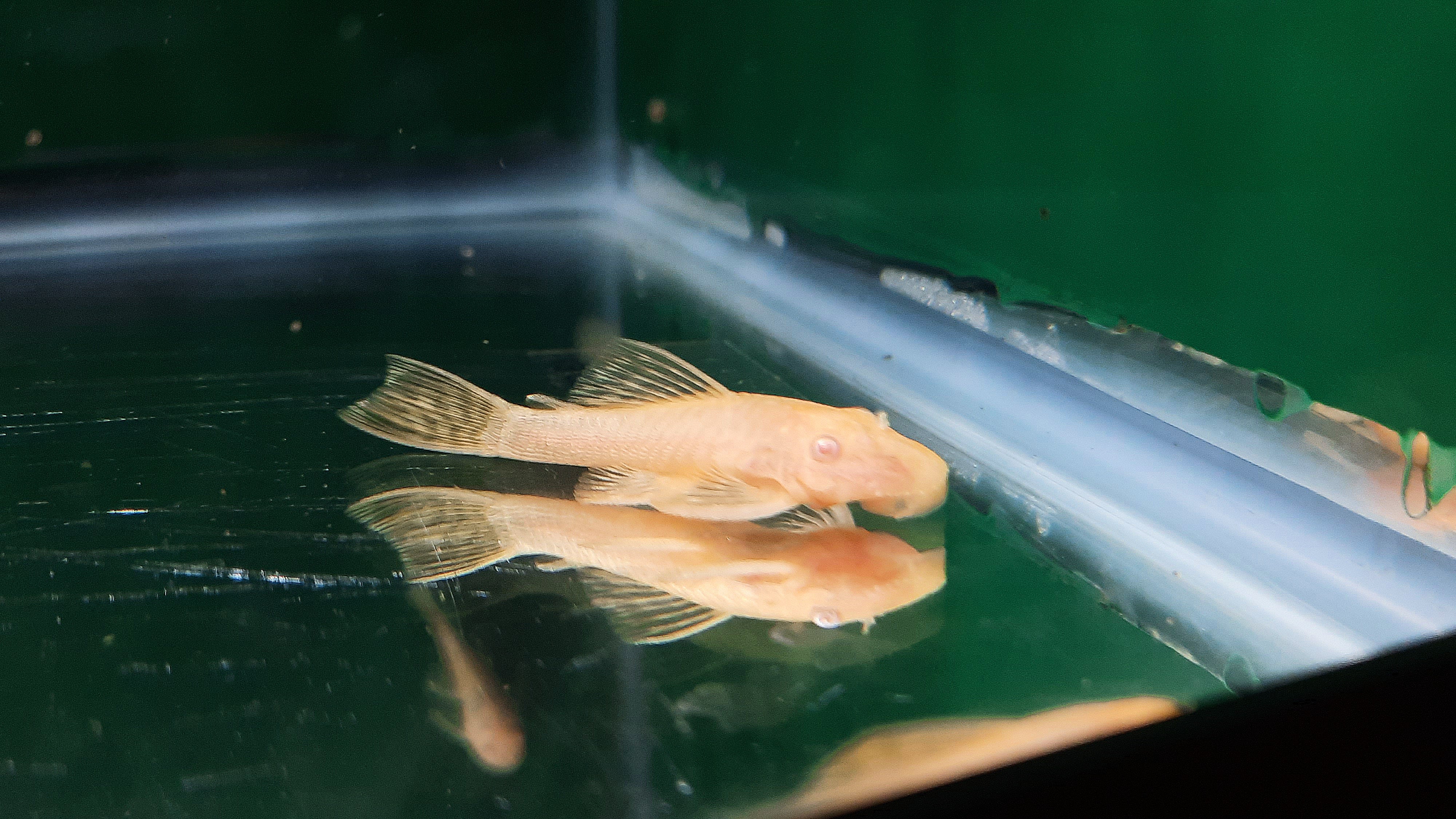 Short Fin Albino Bristlenose Pleco – Peplin Creek Aquatics